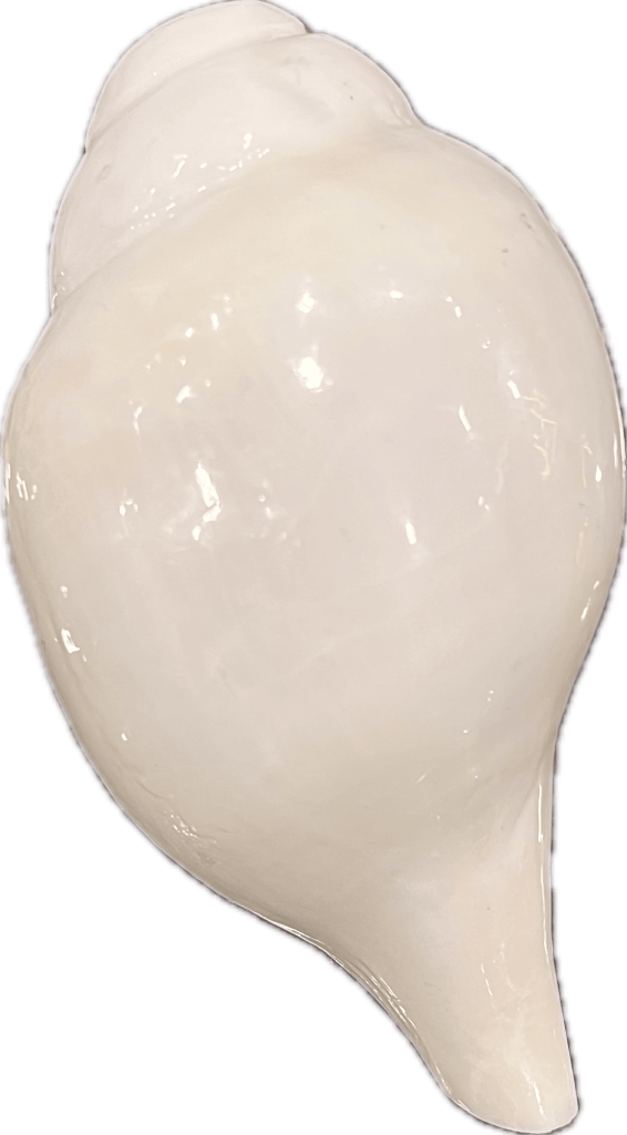 Buy White Conch Shell Online | SKAC